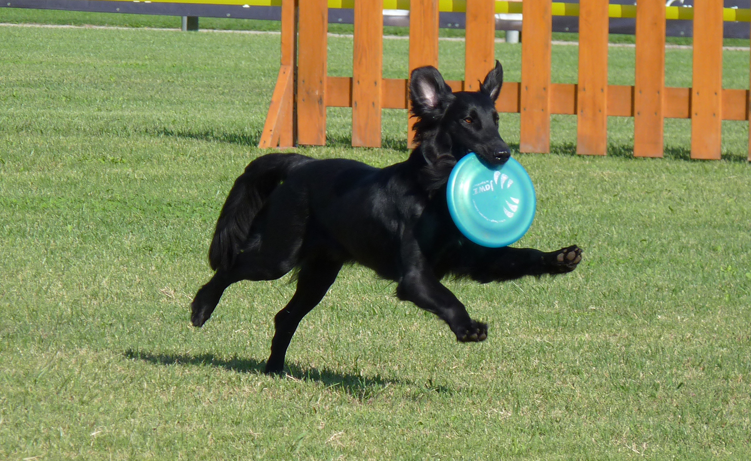 Disc Dog - Caninamente